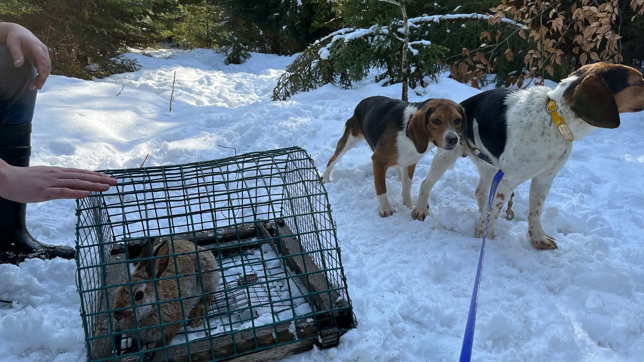 Rabbit Trapping! Nova Scotia, Feb. 2022 - YouTube