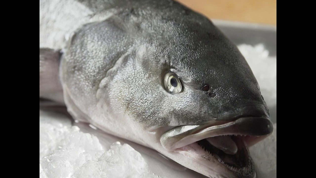 Wheeler Seafood Presents: Gindara Sablefish - Black Cod - Salt Block - YouTube