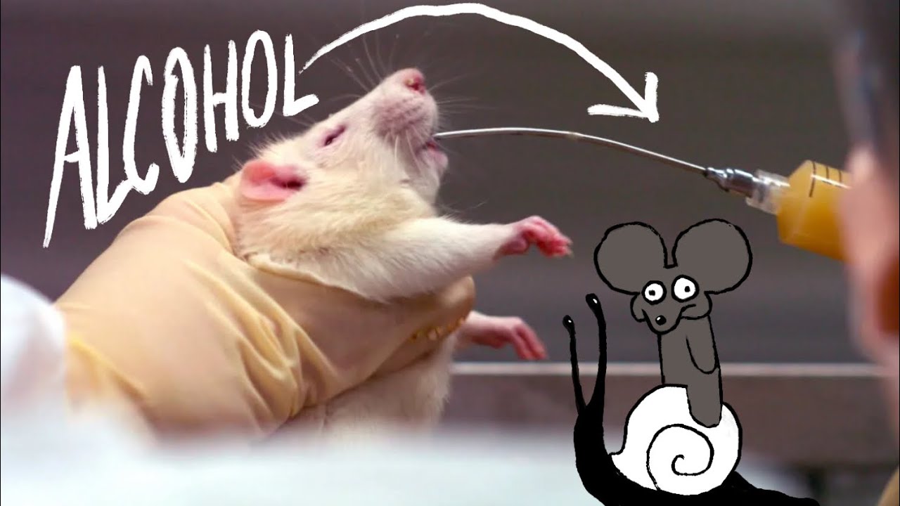 Mouse drinks alcohol and rides snail - YouTube