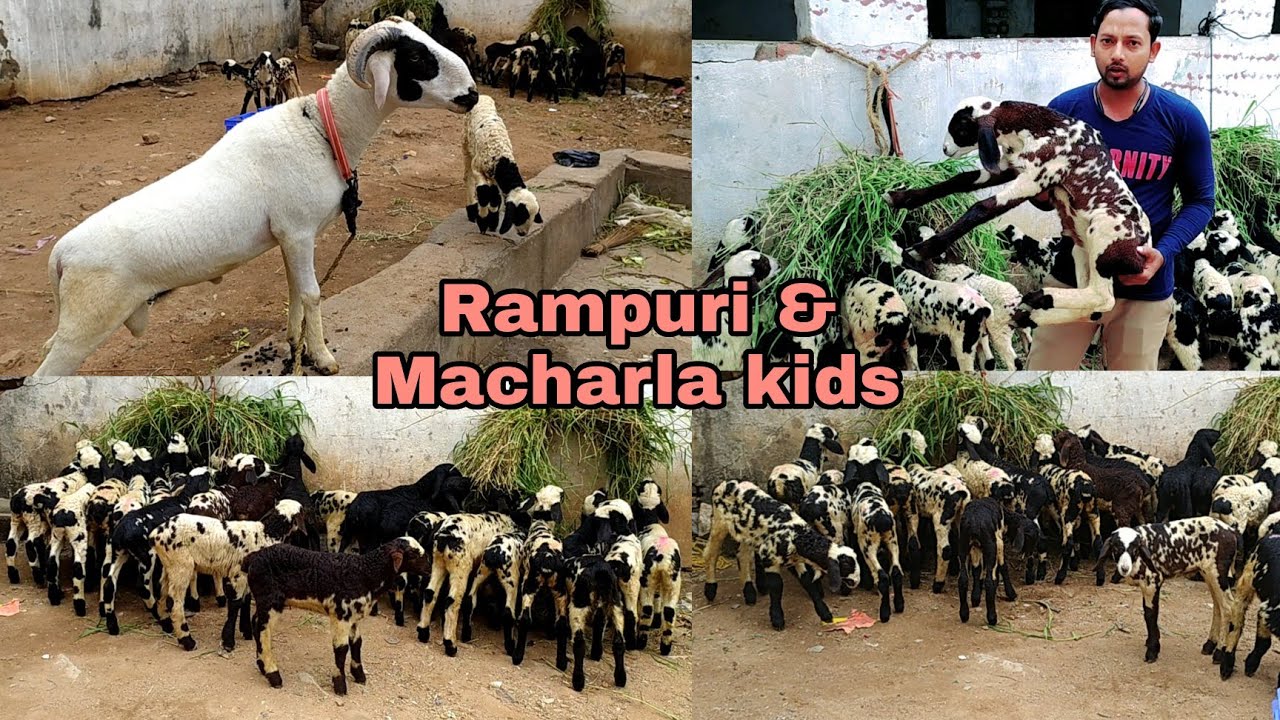 Top Quality Macharla kids & Rampuri Available Contact Faheem 9700062823 ...