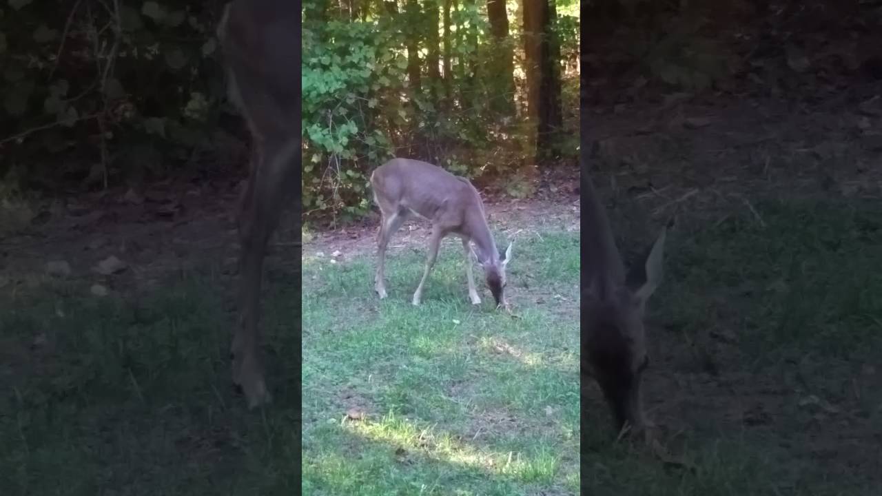 Starving deer eating apples. By Dave Laster - YouTube