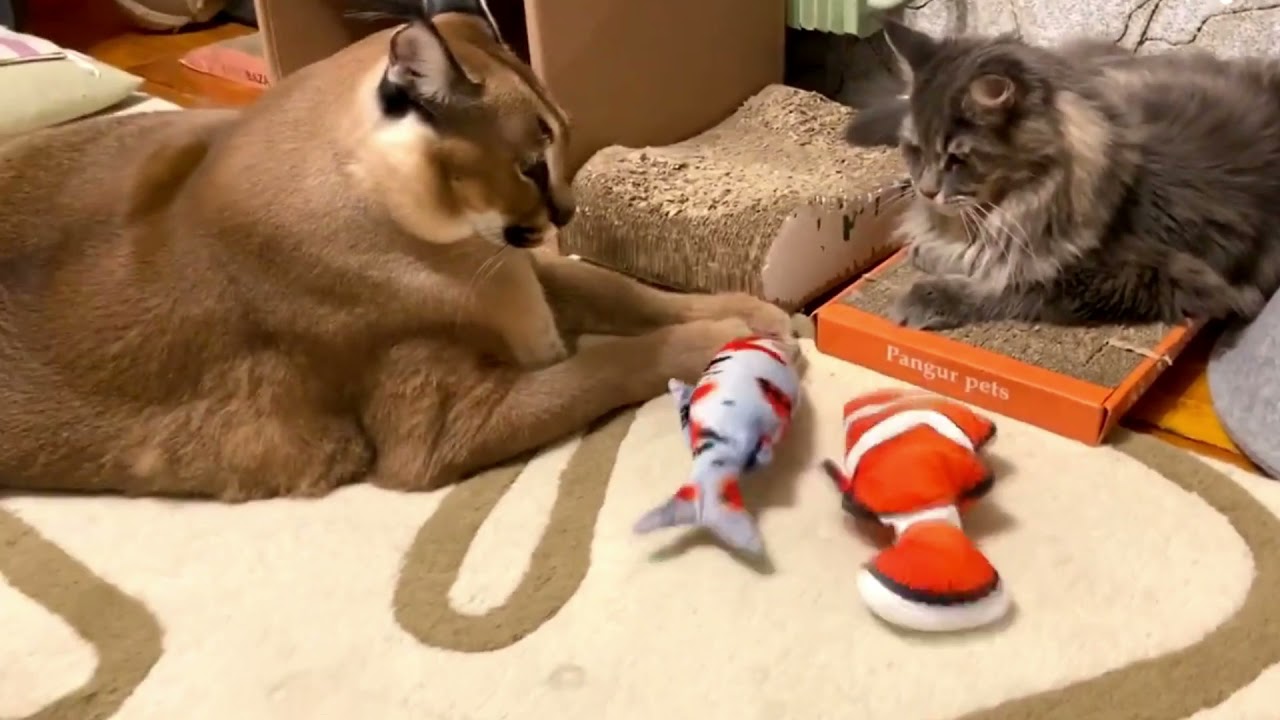 floppa watches his own fish - YouTube