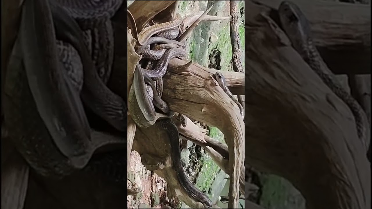 swarm of snakes || सांपों का झुंड - YouTube