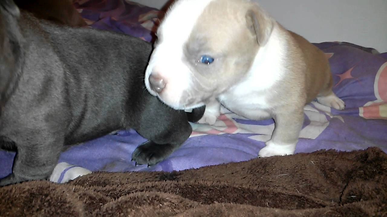 American Bully Southern Cali Bullies Pups - YouTube