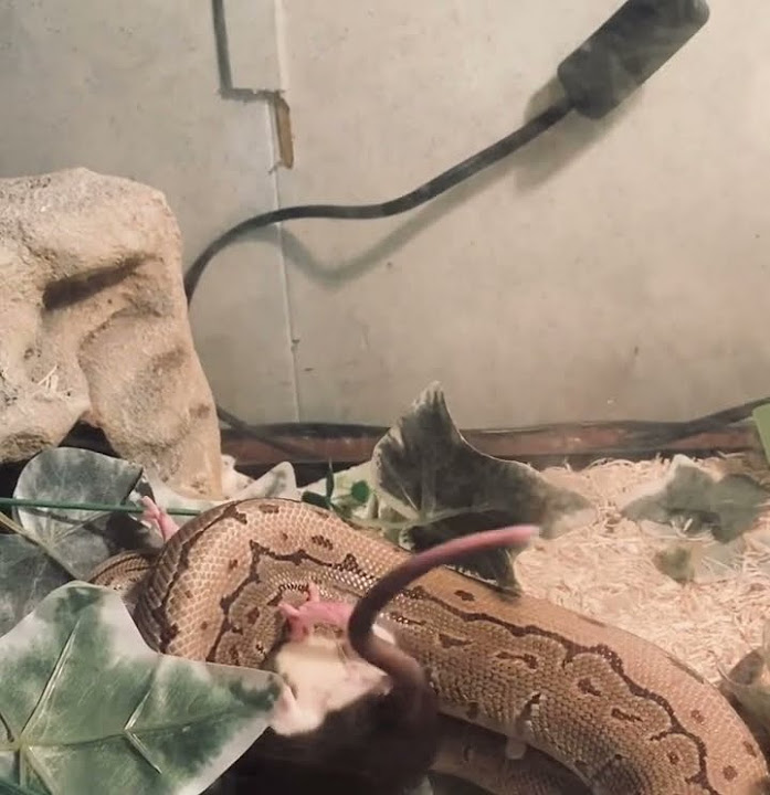Ball Python strikes live prey Warning content may be disturbing for ...