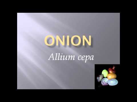 Pronunciation, Picture and Scientific name of vegetable ONION