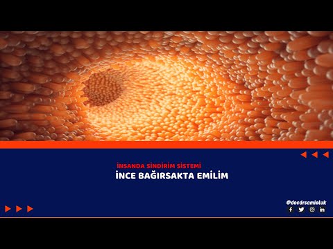 İNSANDA SİNDİRİM SİSTEMİ / İNCE BAĞIRSAKTA EMİLİM