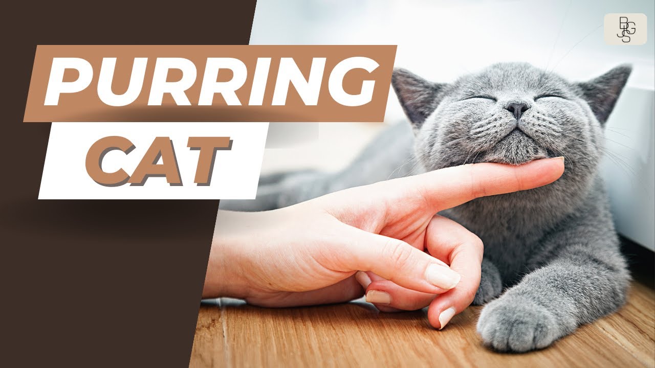 Calming Feline Serenity | Cat Purring Sound Effect - YouTube