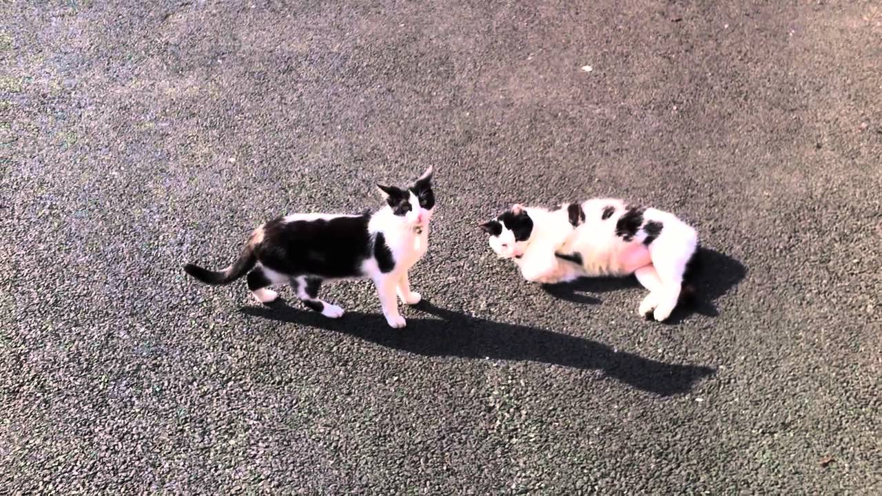 Lost Cat called Johnny, Dublin Grand Canal D4, Ireland - YouTube