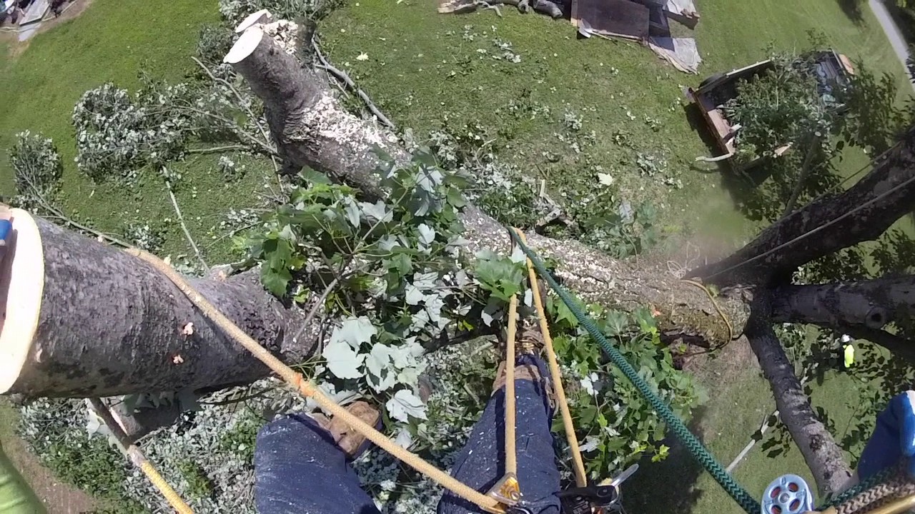 "Hazardous Topped Maple Tree" - Part 3 - YouTube