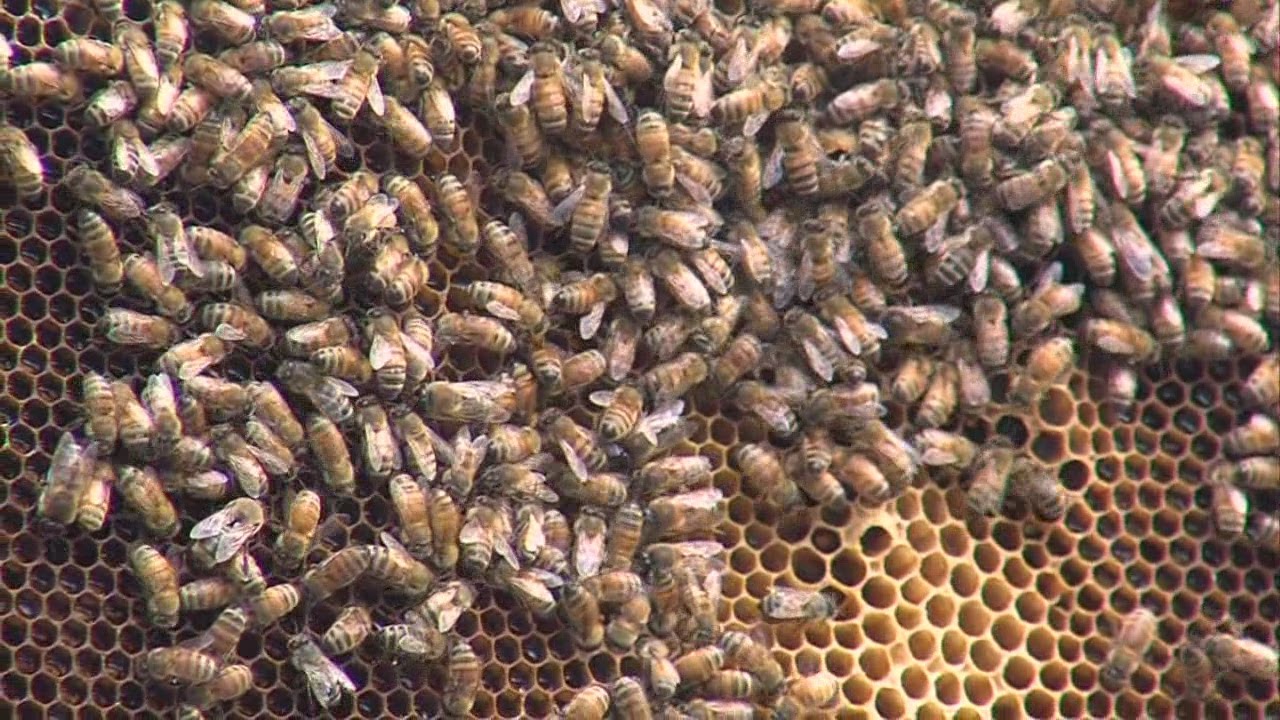 Current rate of honey bee loss is unsustainable - YouTube