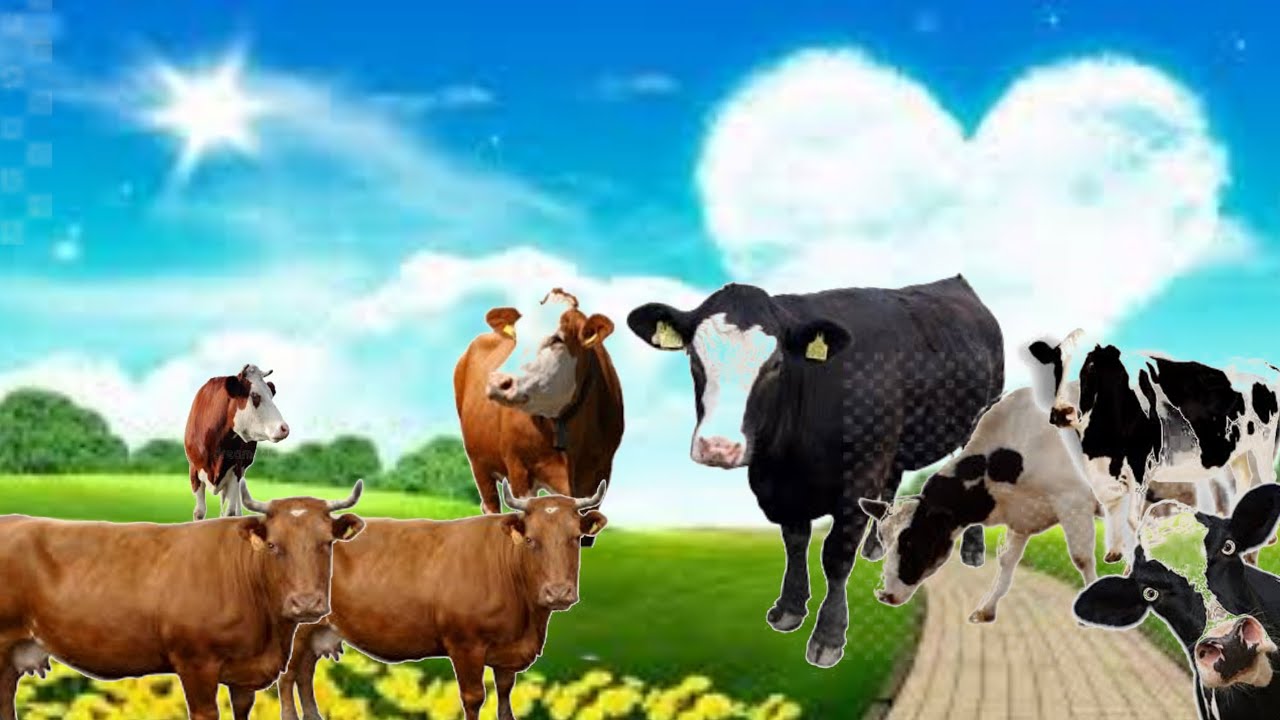 Cow Dance | Cow Song | COW SOUND Cow funny animals video? Cow Dance ...