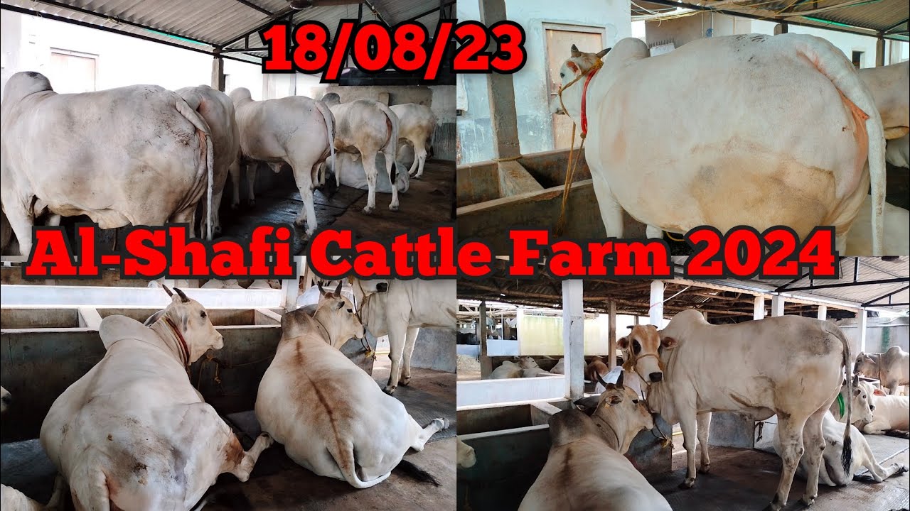 Al-Shafi Cattle Farm 🔥 ||Today's Visit|| Biggest Bachie Collection for ...