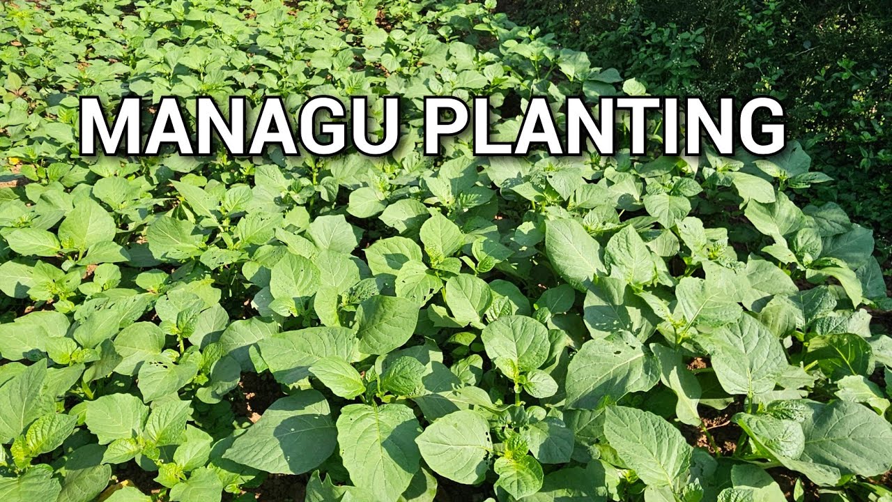 GROW BIG , HEALTHY MANAGU USING THIS METHOD. - YouTube