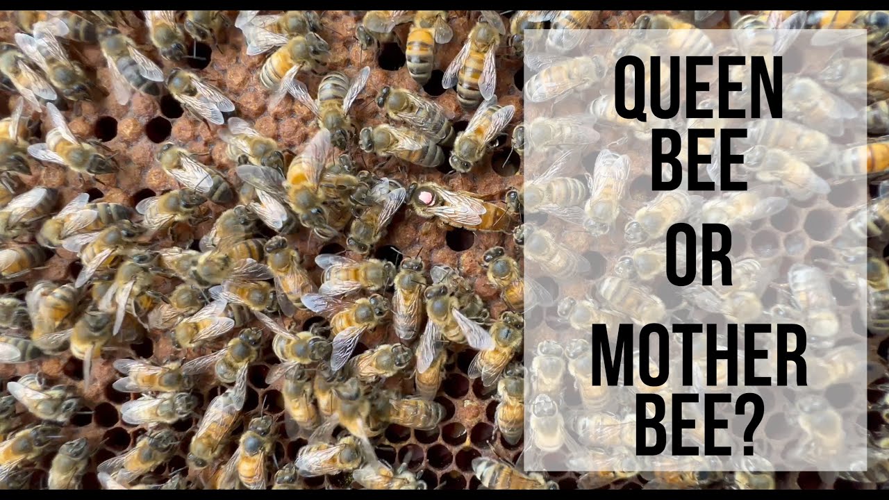 Let's Follow the Mother Bee - YouTube