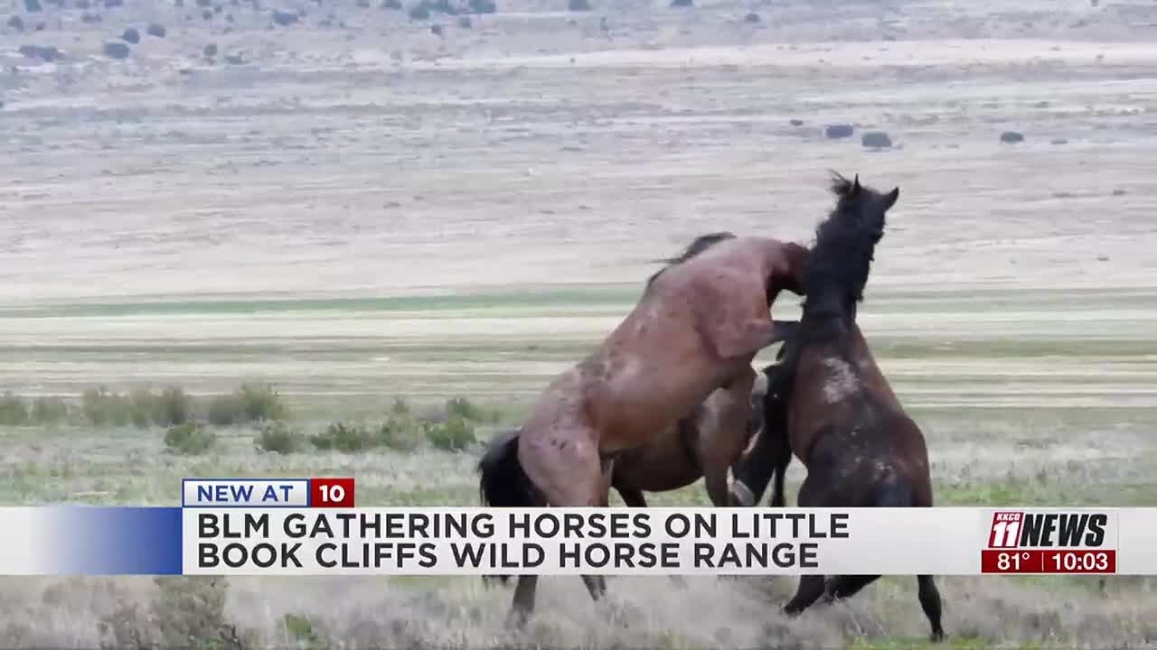BLM to gather wild horses on Little Book Cliffs Wild Horse Range - YouTube