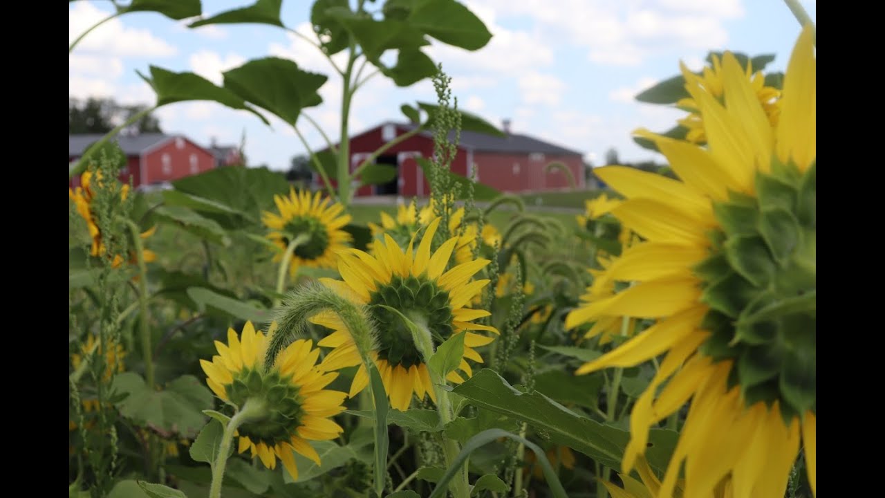 U Pick Fields by Drone - YouTube