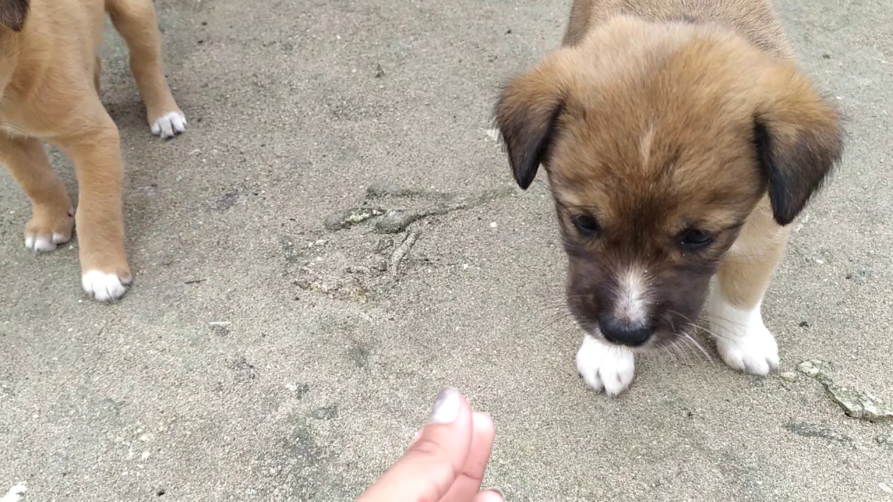 ANG CUTE NG MGA ASONG PANDAK🤣 ️ - YouTube