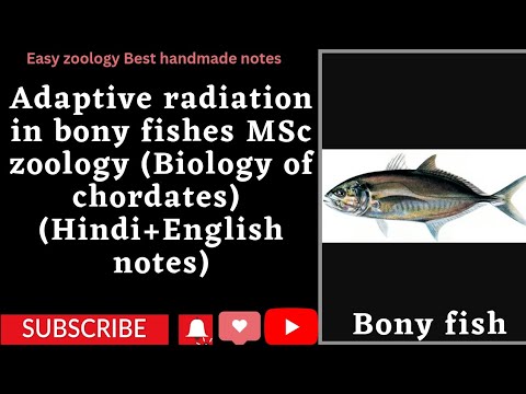 Adaptive radiation in bony fishes msc zoology (Biology of chordates ...