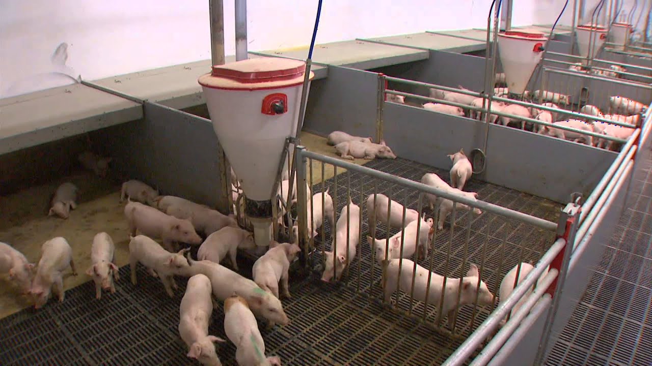 DELTA AGRAR - Svinjarstvo 2015. - YouTube