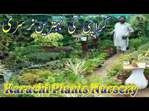 Biggest Karachi Plants Nursery | Best Indoor & Outdoor Plant | Beauty ...