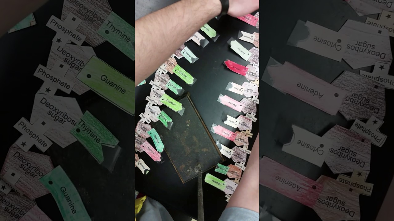 Dna Replication Paper Model