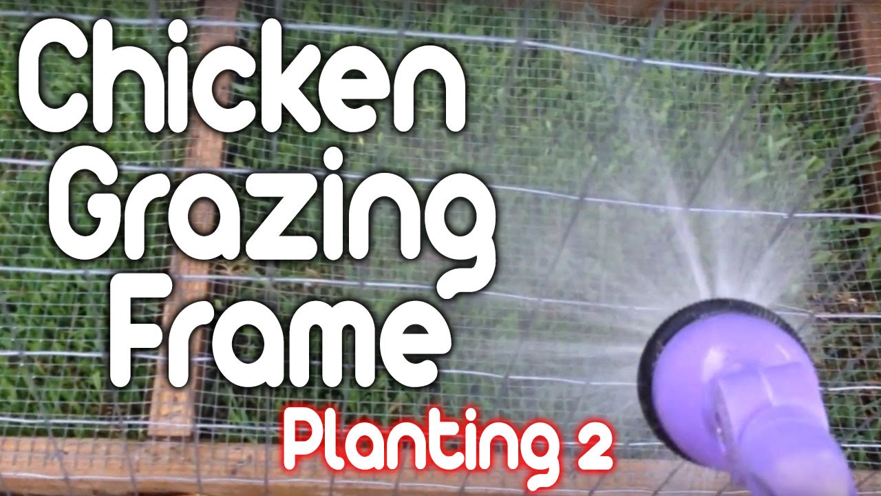 Chicken grazing frame planting 2 - YouTube