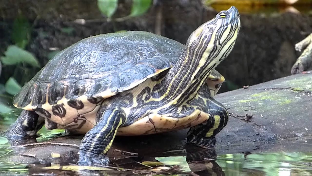 Gelbwangenschmuckschildkröte (Trachemys scripta scripta) - - YouTube