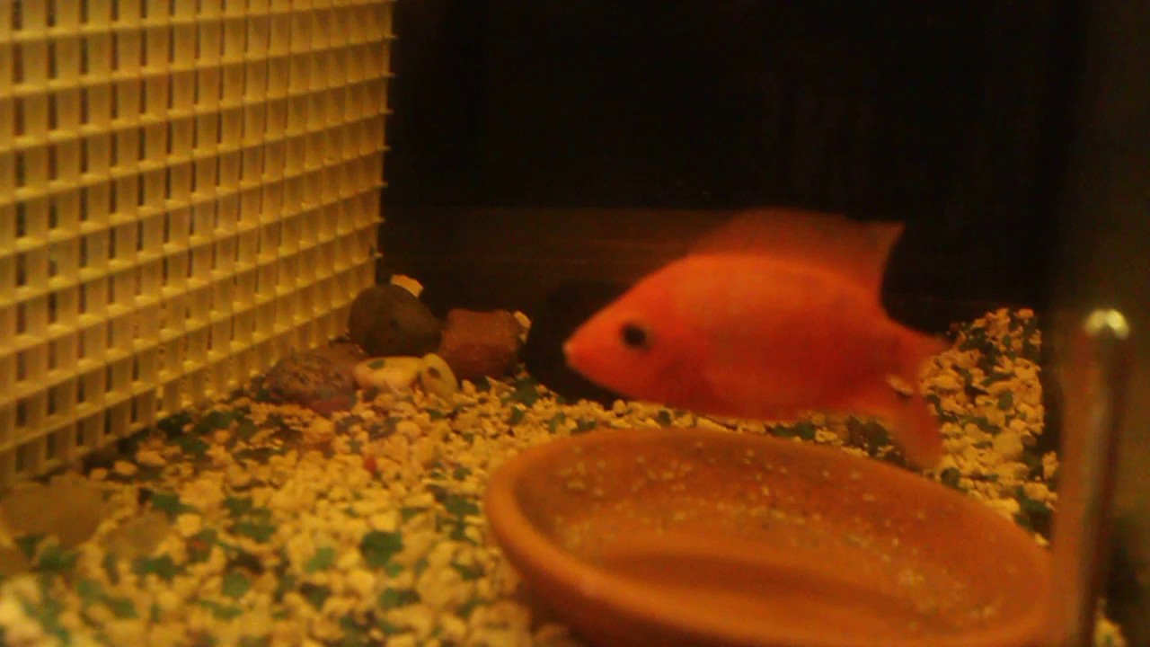RED MAMMON BRED WITH BLUE TEXAS CICHLID - YouTube