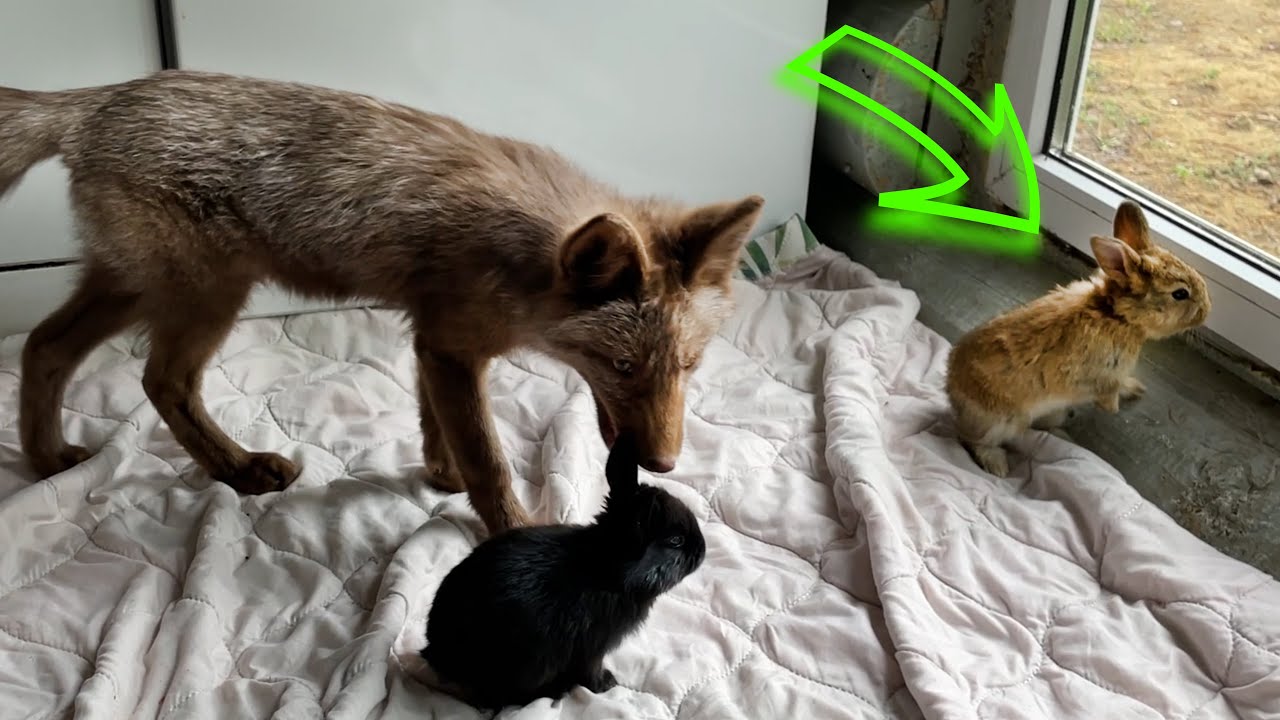 The first meeting of the Fox with the rabbits | The fox ate the rabbit ...