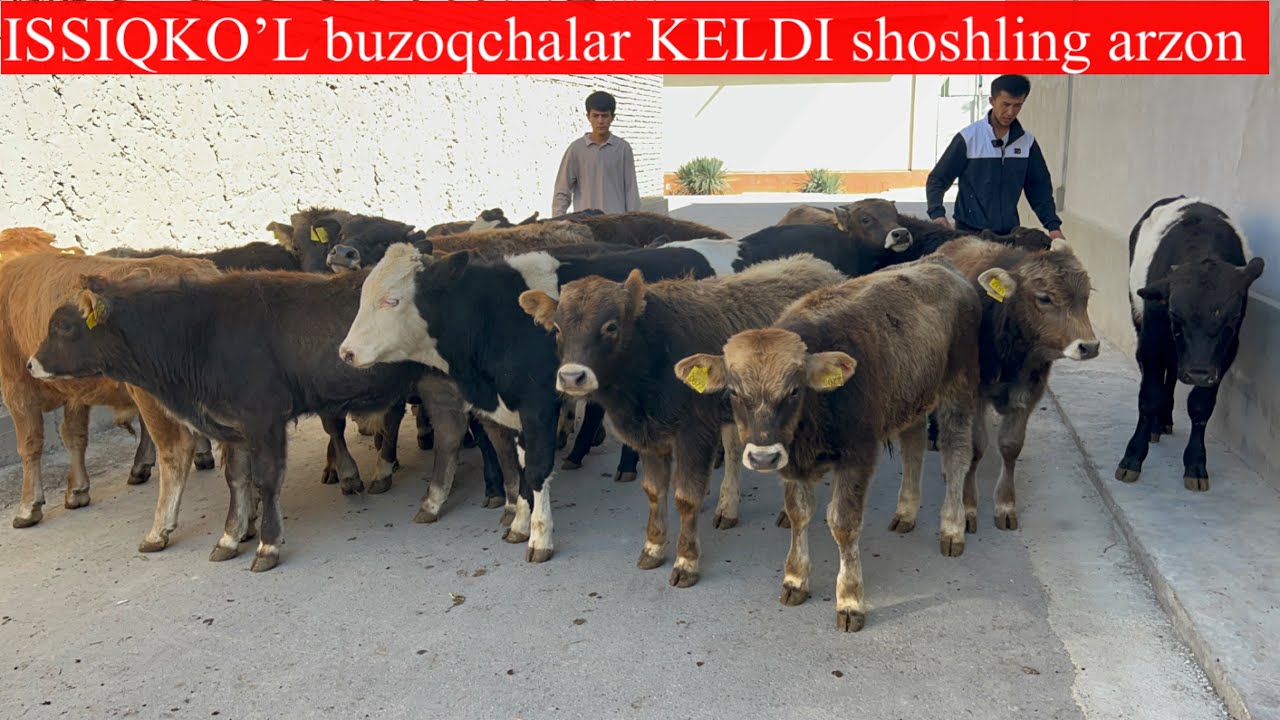 📞770000274 Bishkek ISSIQKO’L BUQALARNI Udarlari KELDI shoshling arzon ...