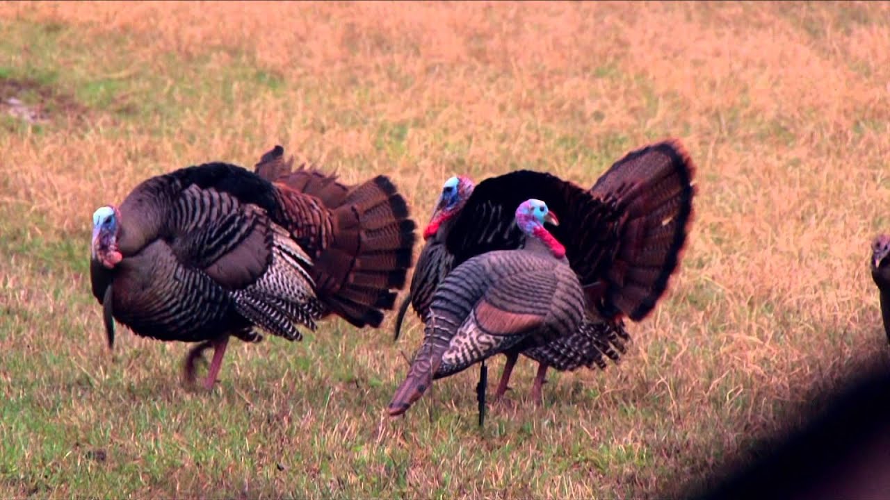 Canada in the Rough - Three Toms Down - YouTube