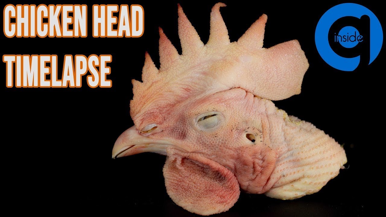 #Shorts - Chicken Head Time Lapse - Rotting Time Lapse - YouTube