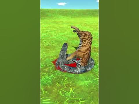 Anaconda vs Tiger | Animal Battle Simulator | Rahiplays - YouTube