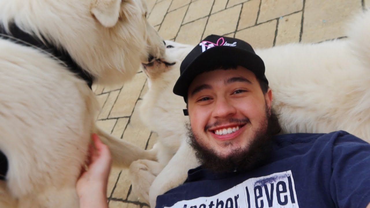 what its like owning 200 pound dogs. - YouTube