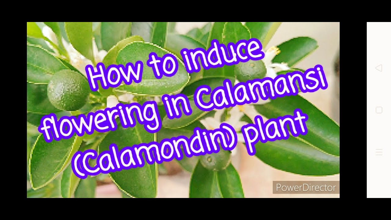 How to induce flowering in Calamansi (Calamondin) plant - YouTube