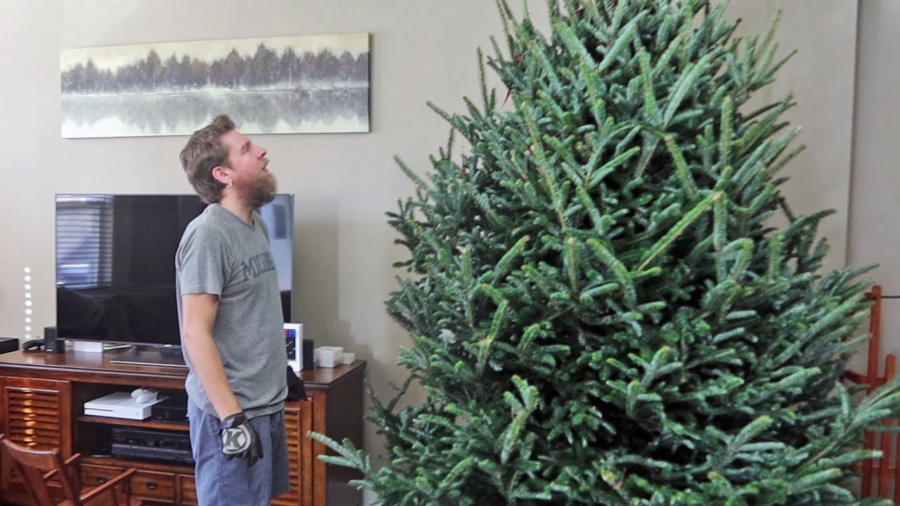 We Got Our Christmas Tree! - YouTube