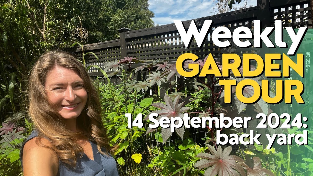 Weekly Garden Tour 14 September 2024 backyard - YouTube