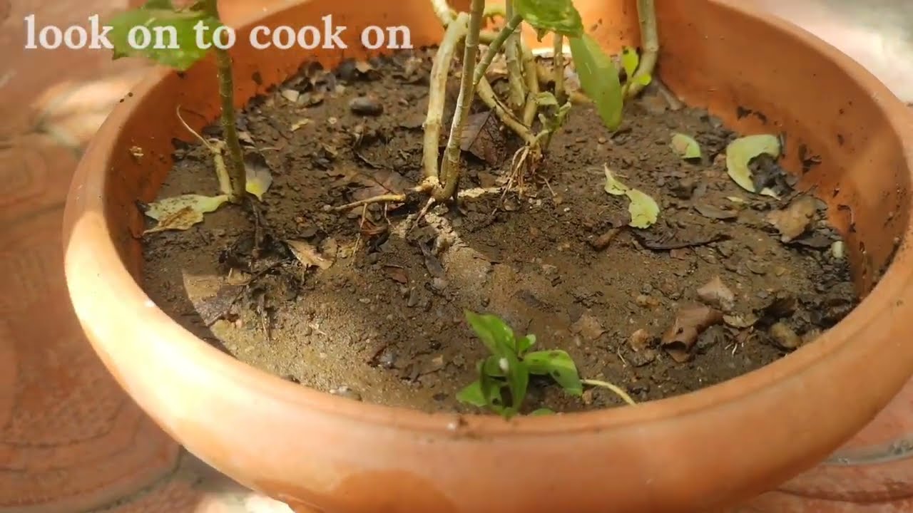 Pathari Treatment | Best Kidney & Gall Stone Remedy - YouTube