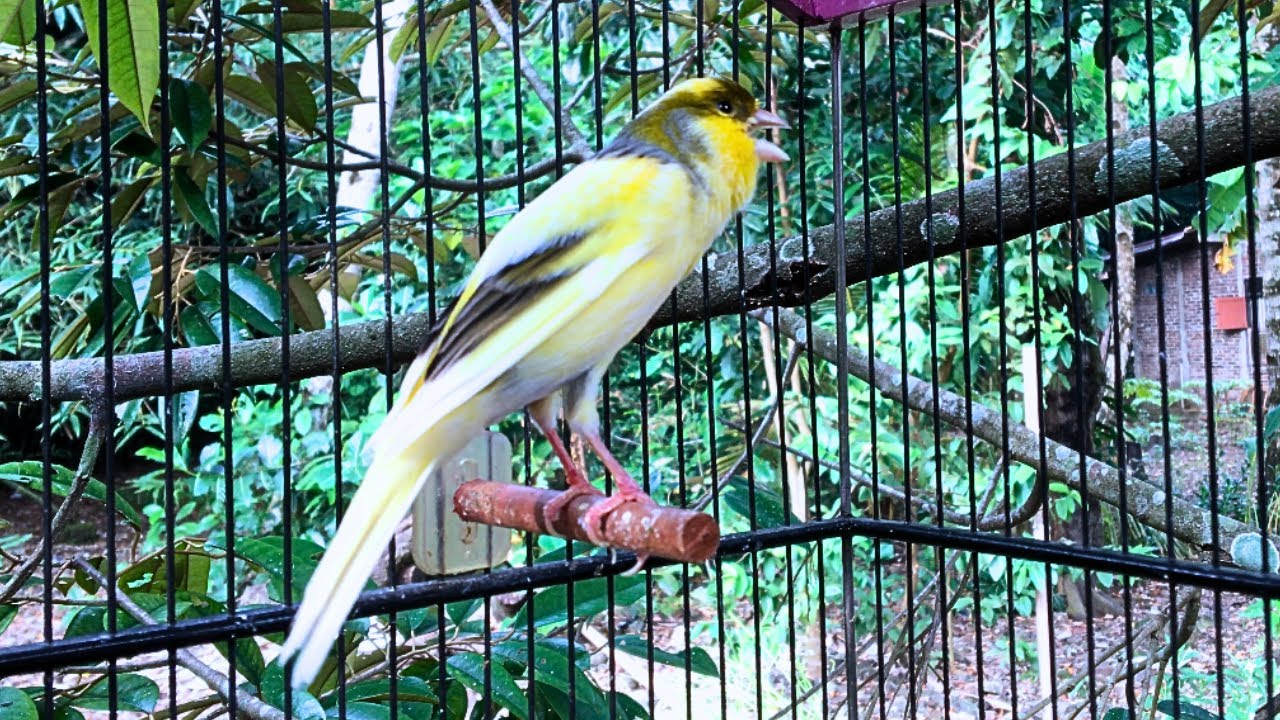 Spanish Timbrado Canary Chirping For Canary Training - YouTube