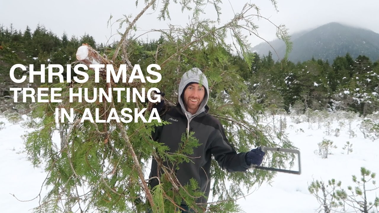 Christmas Tree Hunting in Alaska | Sitka, AK - YouTube