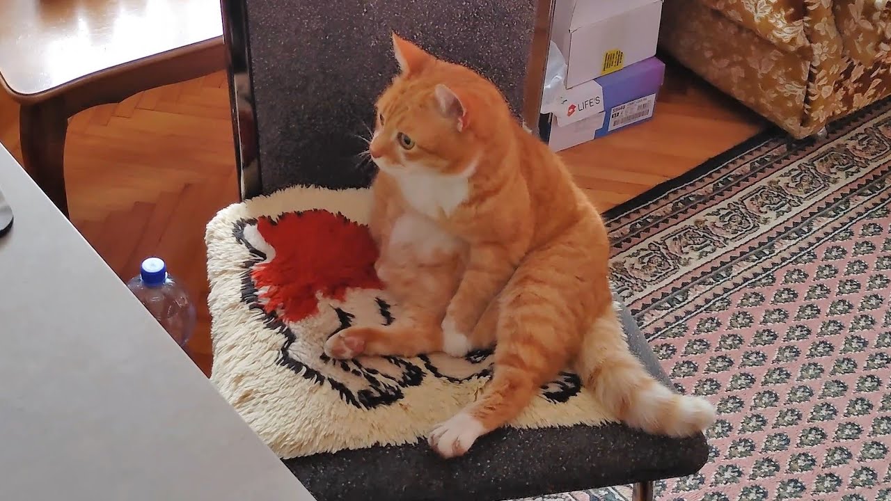 Cat Sitting And Watching TV - YouTube