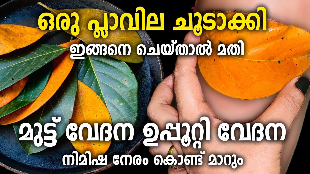 കാൽ മുട്ട് വേദന ,ഉപ്പൂറ്റി വേദന നിമിഷ നേരം കൊണ്ട് മാറ്റാം പ്ലാവില മതി ...