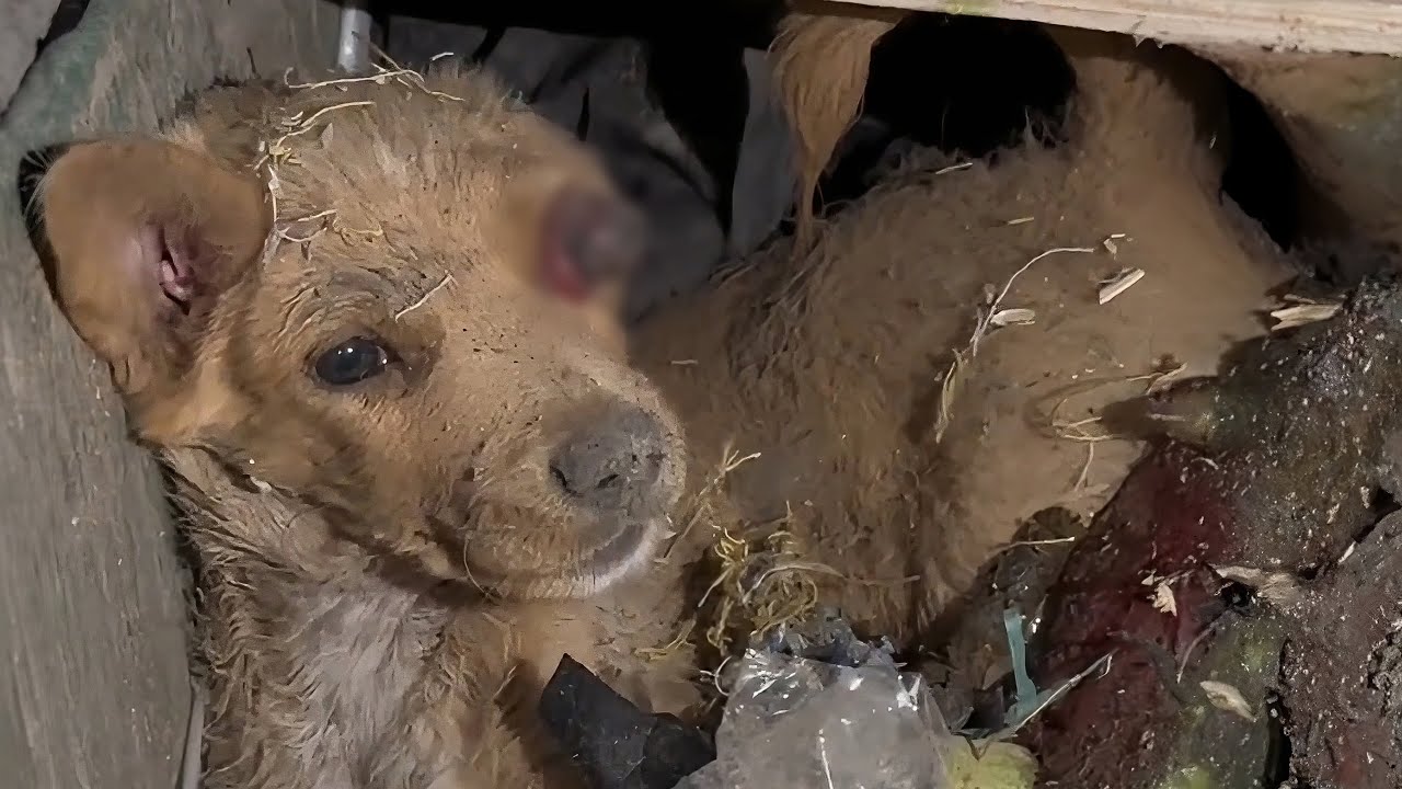 Injured and Forsaken: Fragile Dog Left in a Dumpster but Found Love ...