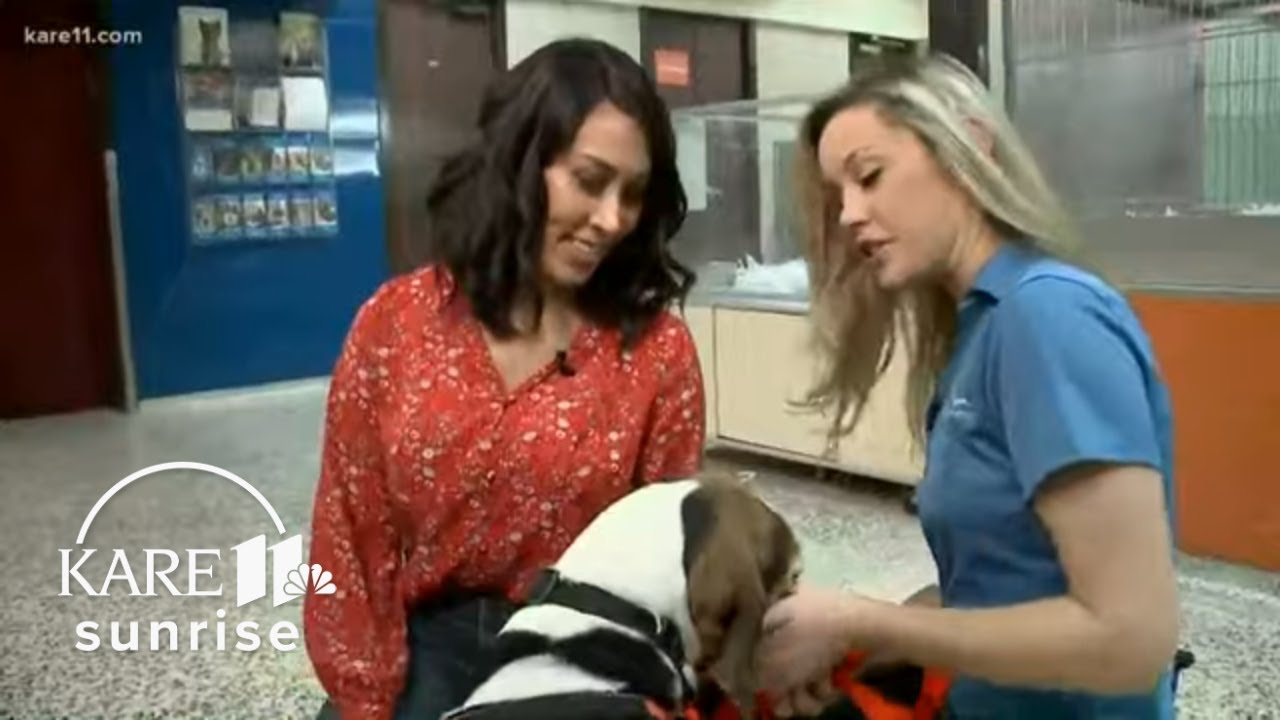 Face your Fears Week: Kiya Edwards vs. Dogs pt. 3 - YouTube