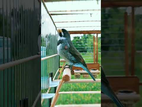 COLEIRO TUI TUI MELHOR ESQUENTA na CAMPEADA #short