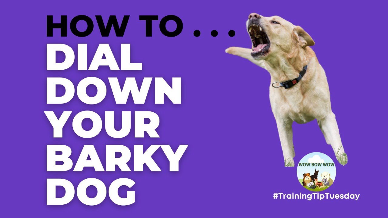 🐶 How To Dial Down Your Barky Dog - YouTube