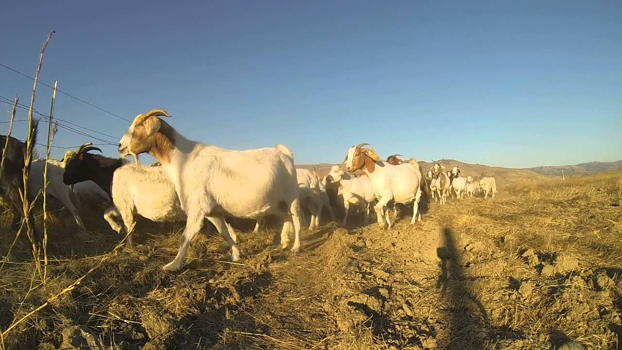 sheep dog, goat dog - YouTube