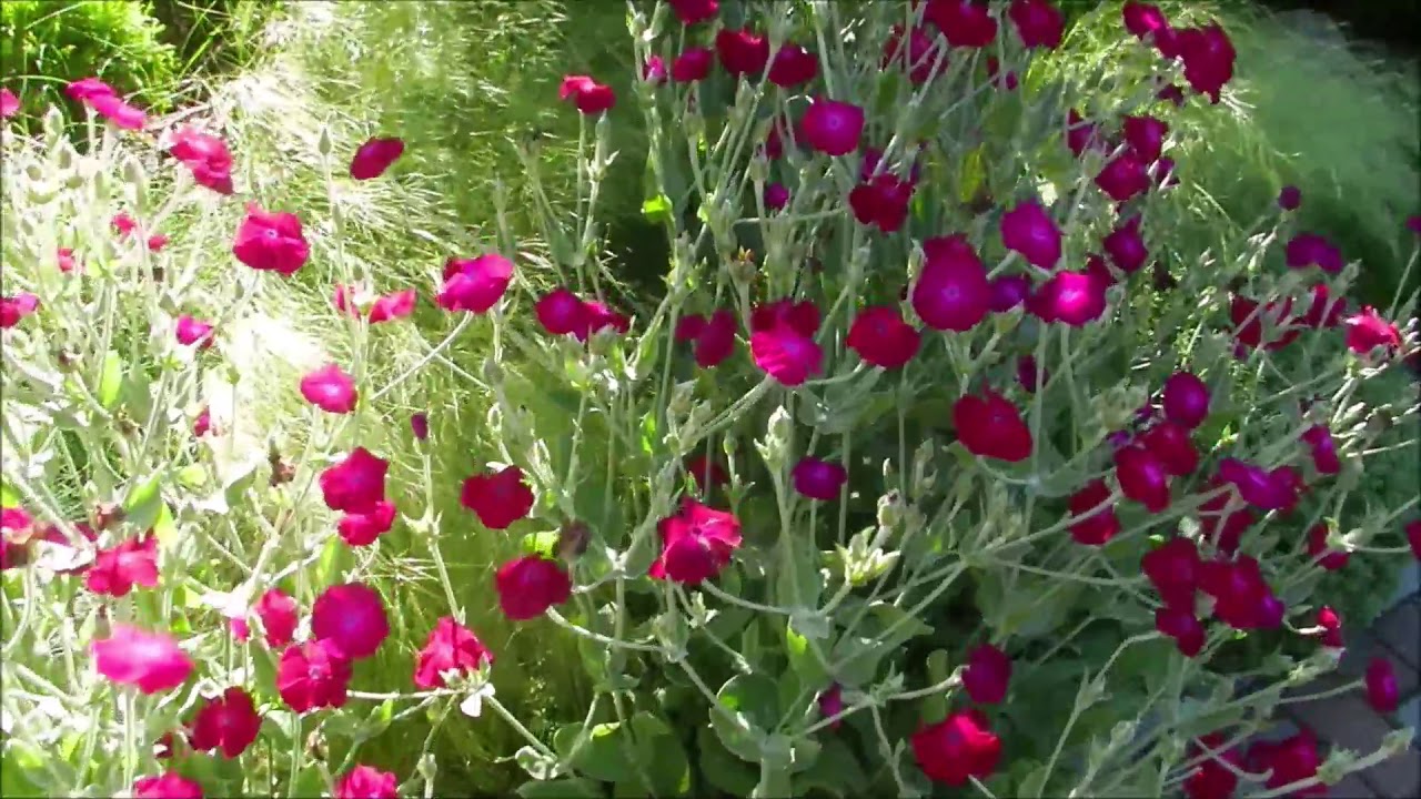 Firletka na rabacie - YouTube