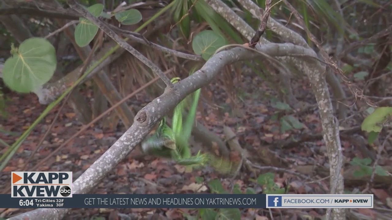 Frozen lizards falling out of trees in Florida - YouTube